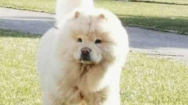 Csau csau fajta bemutató - Petissimo Magazin